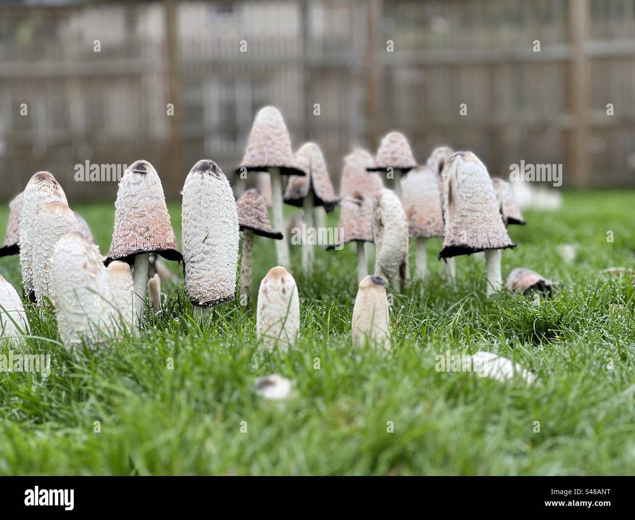 White tall toadstools hi-res stock photography and images - Alamy