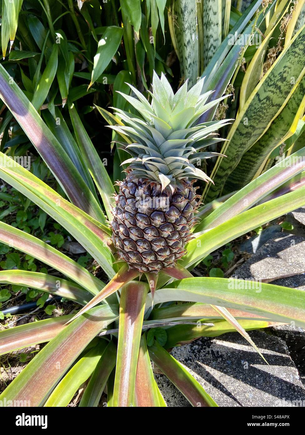 Pineapple queensland hi-res stock photography and images - Alamy