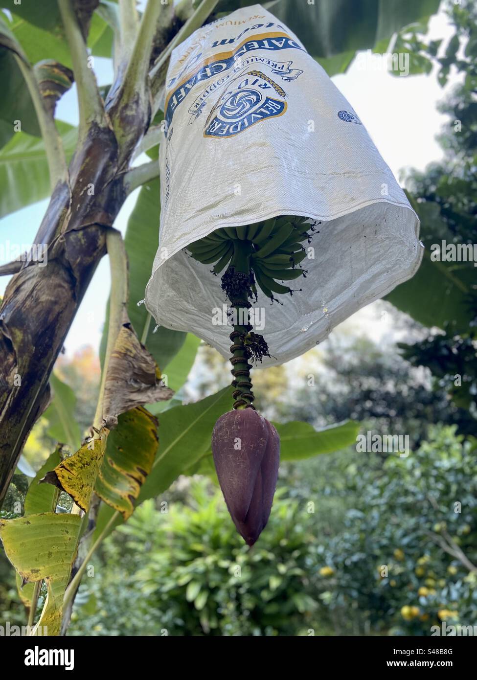Banana fruit flower hi-res stock photography and images - Alamy