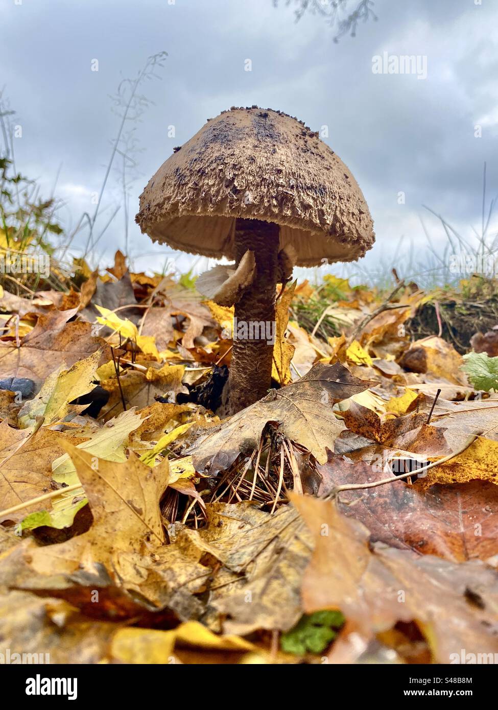 Mushroom with leaves hi-res stock photography and images - Alamy
