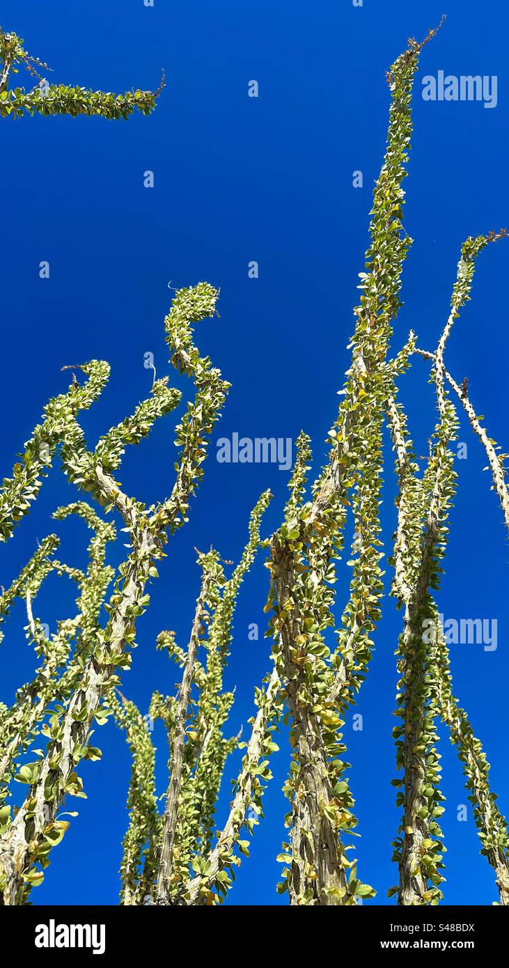 Buggywhip hi-res stock photography and images - Alamy