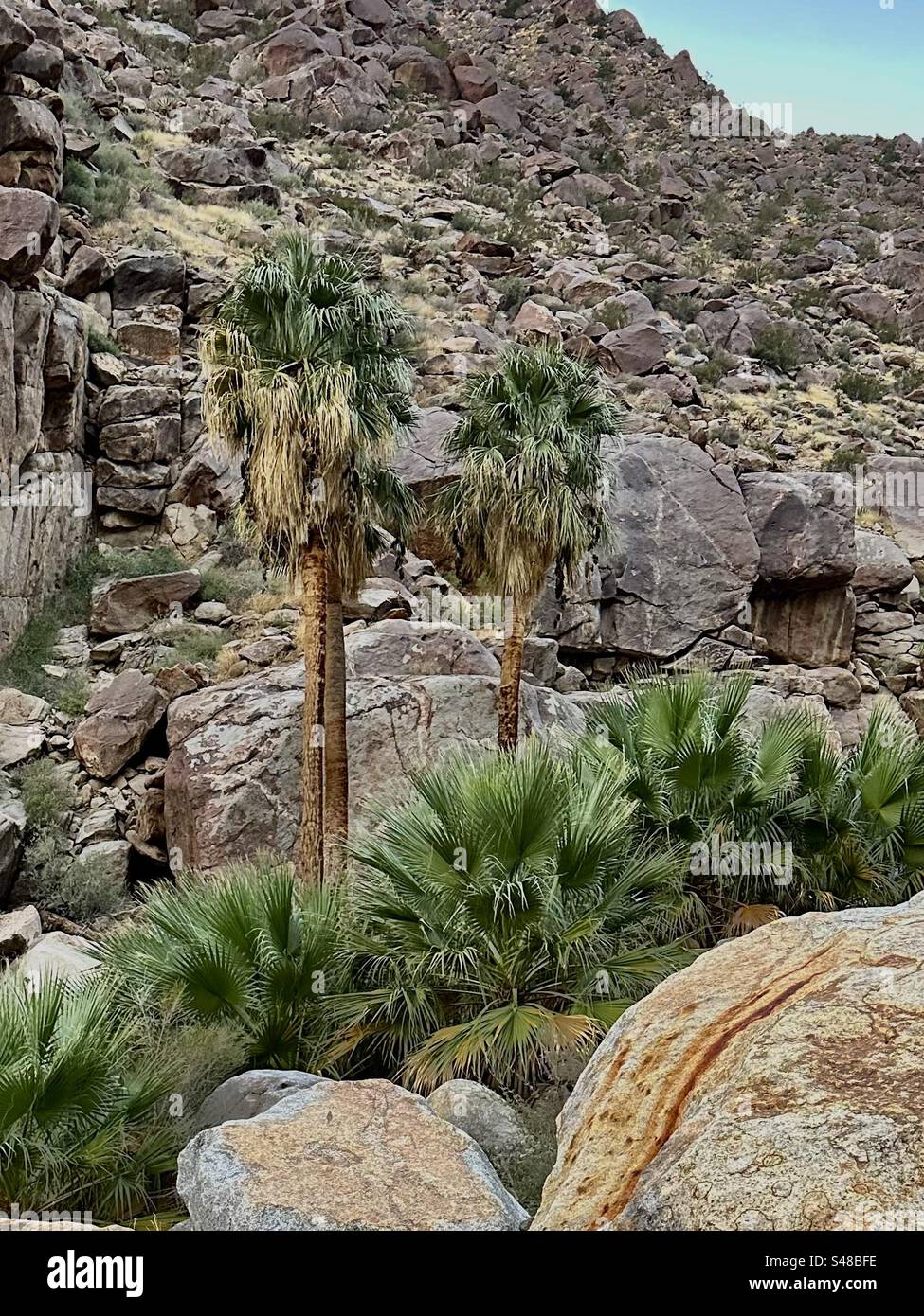 Native california palm trees hi-res stock photography and images - Alamy