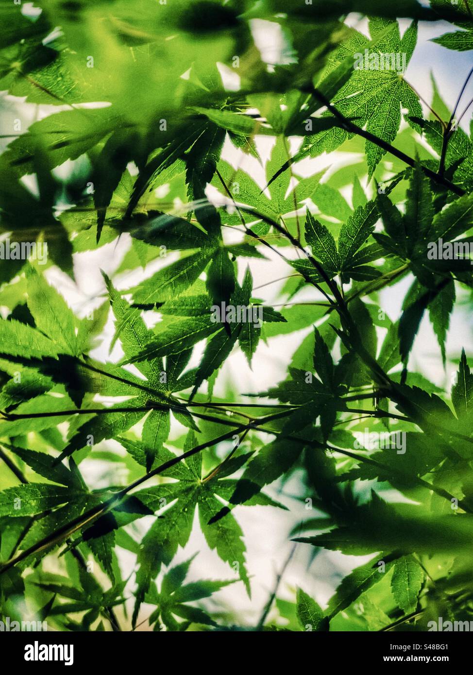 Low angle view of Japanese maple tree branches and leaves moving in the ...