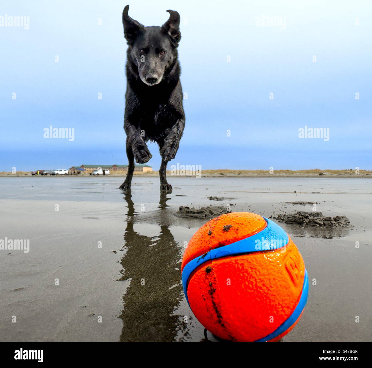 Pet dog leaping at ball during fun day at beach Stock Photo - Alamy