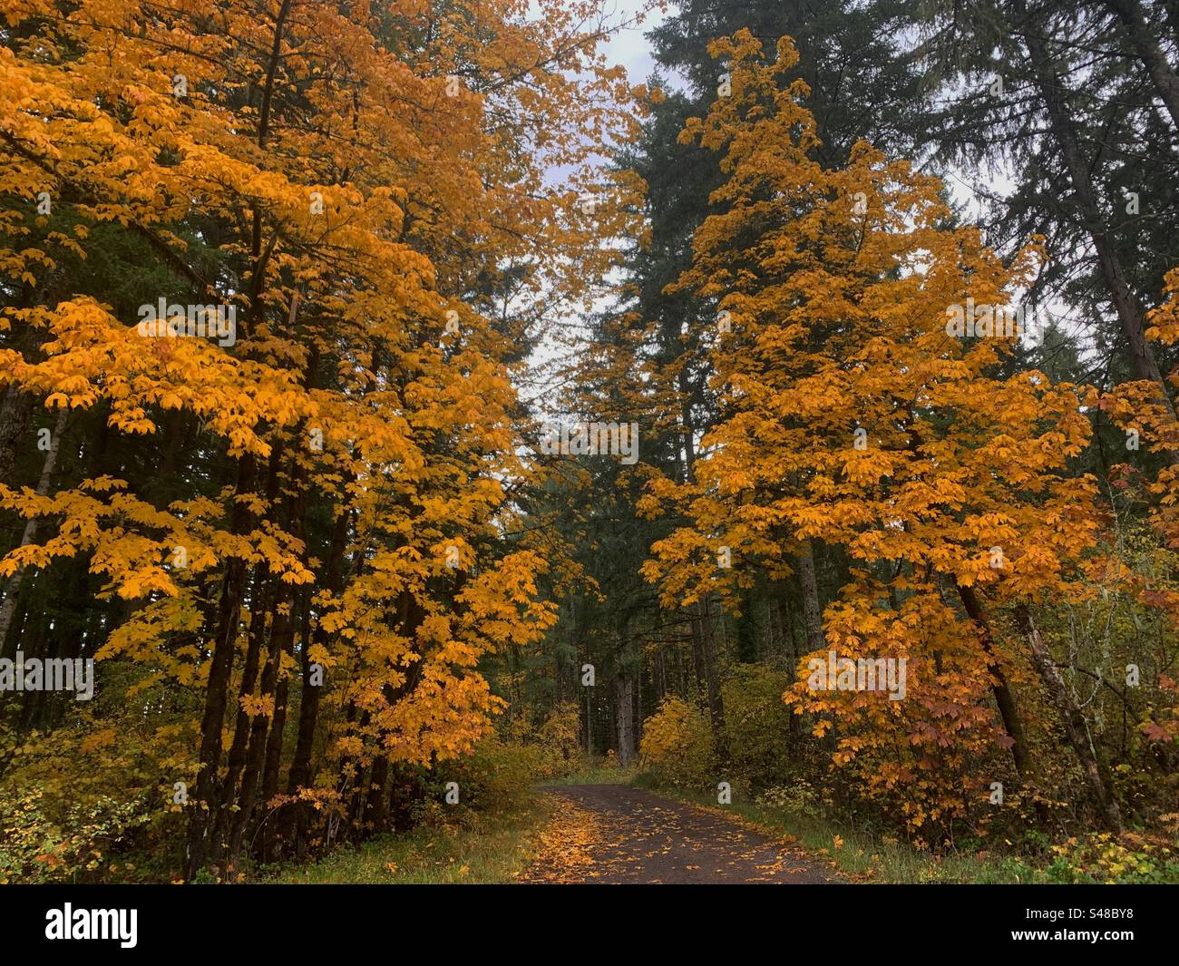 Yellow and orange fall foliage as leaves change colors Stock Photo - Alamy