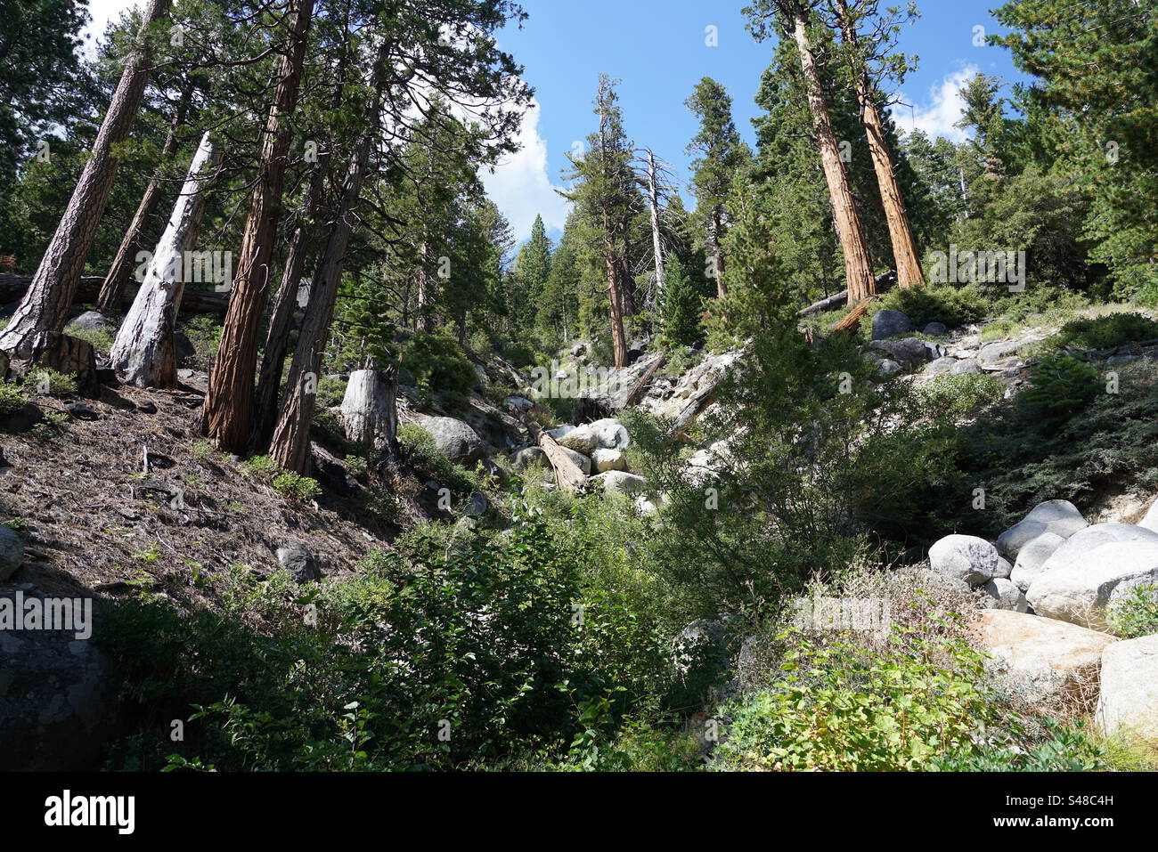 Ravine hiking at Lake Tahoe in northern California with pine trees and ...