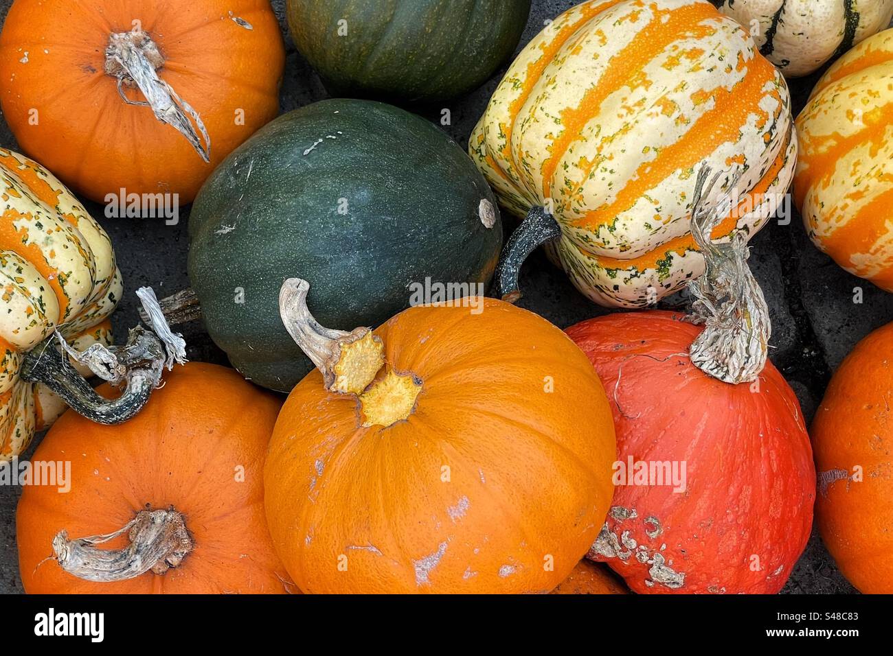 Autumn squash collection Stock Photo - Alamy
