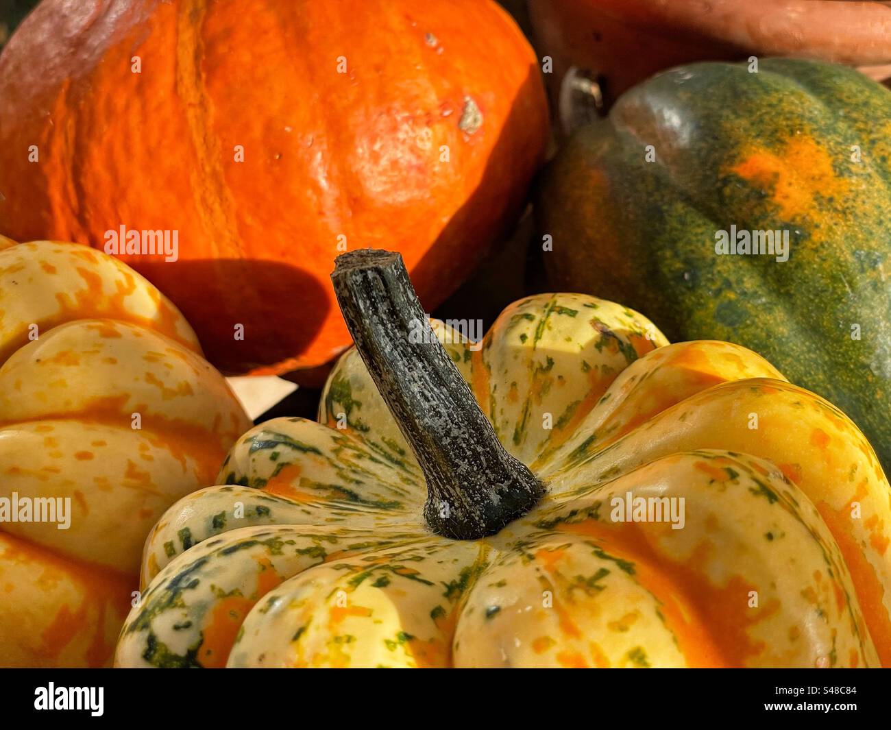 Green and orange squashes hi-res stock photography and images - Alamy