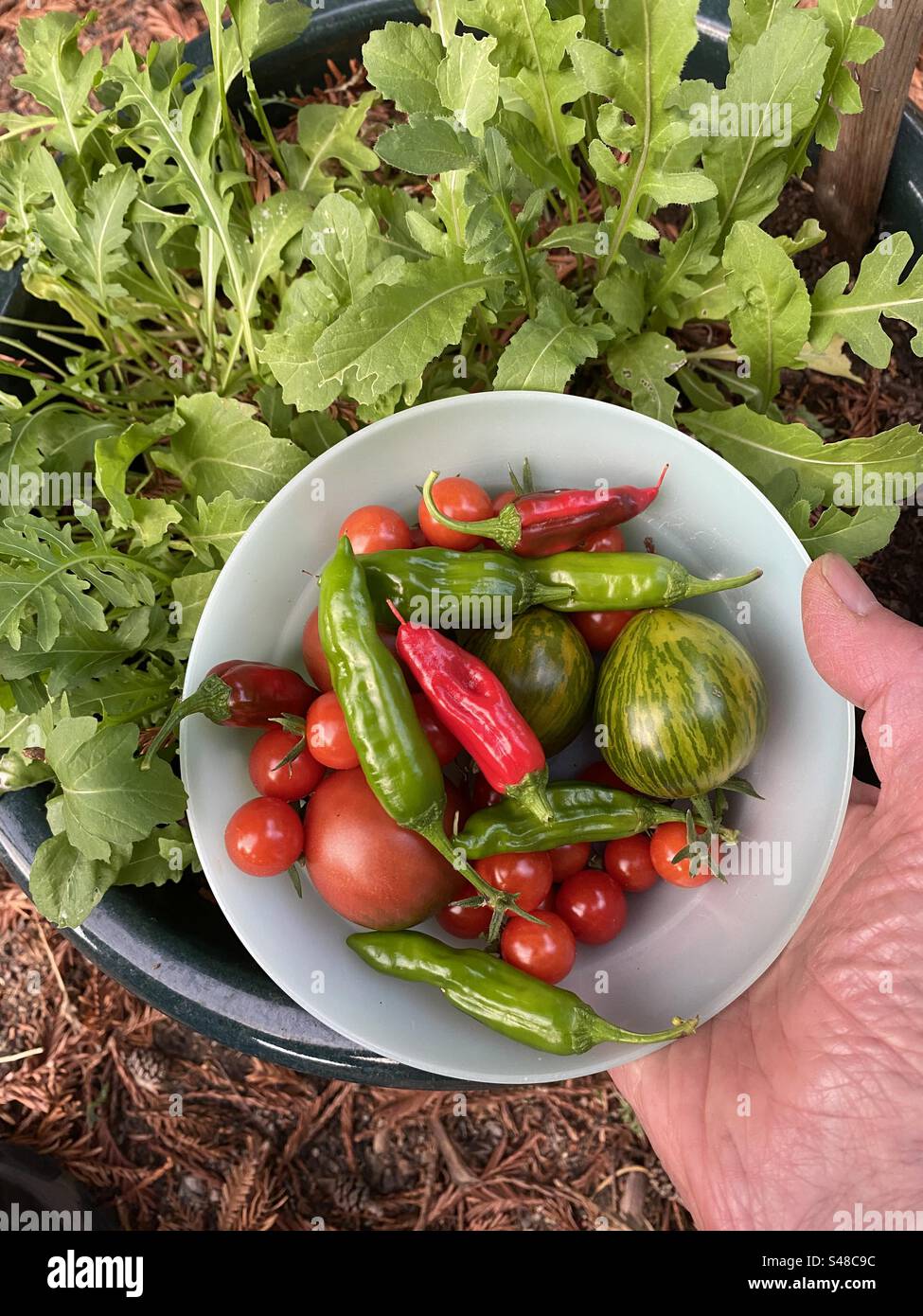 Fall harvest from container garden Stock Photo - Alamy