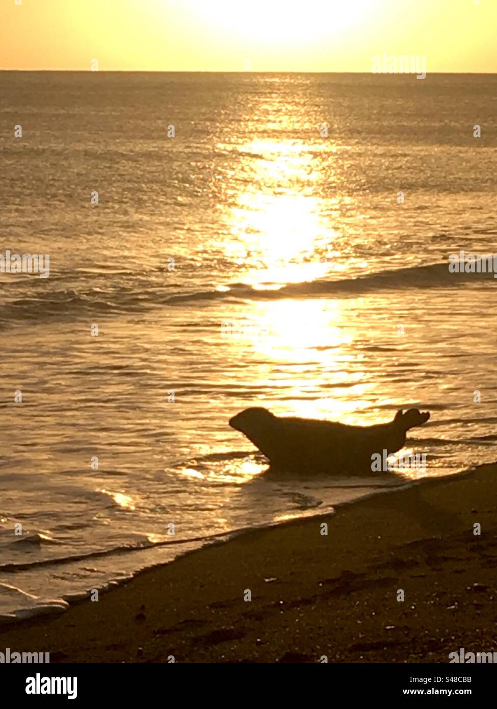 Seal, sunrise, sea, beach, golden, nature, awe, morning, light Stock ...