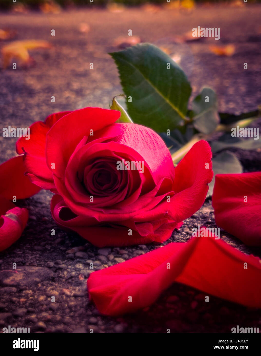 Red rose background photo Stock Photo - Alamy