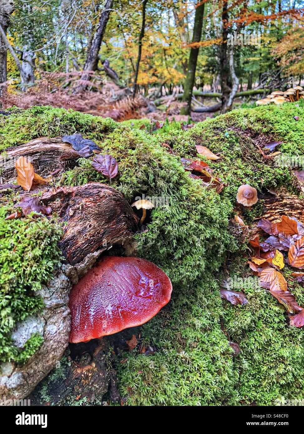Beefsteak fungus (Fistulina hepatica) growing in Knightwood Oak, New ...