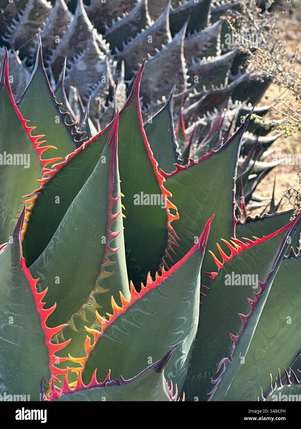 Shaws agave agave shawii hi-res stock photography and images - Alamy