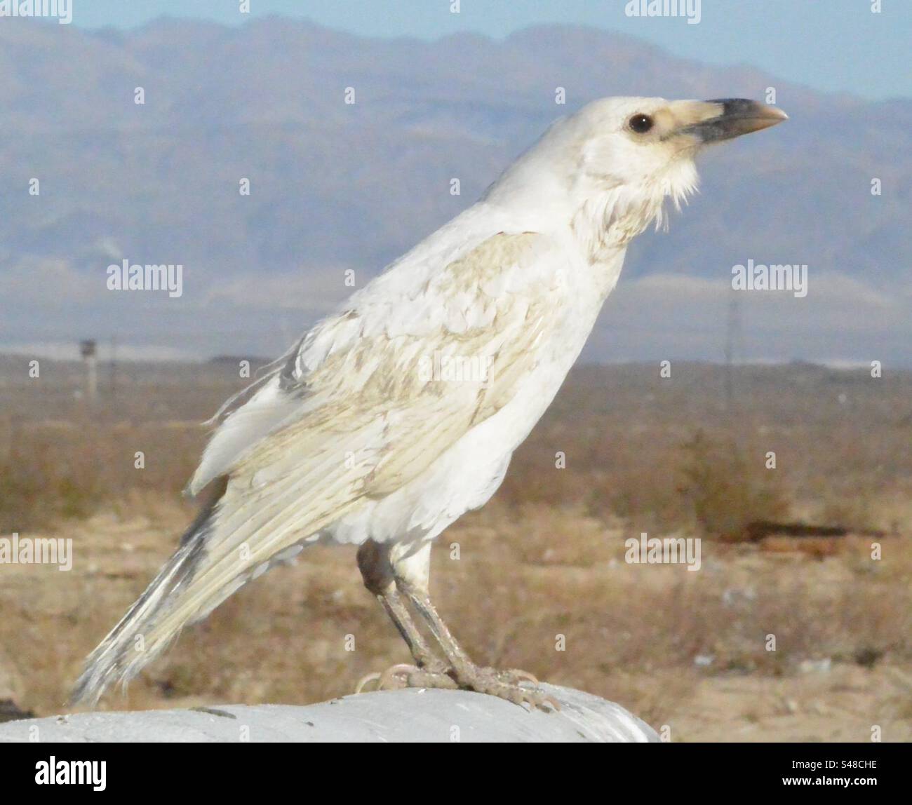 Crow eyes hi-res stock photography and images - Alamy