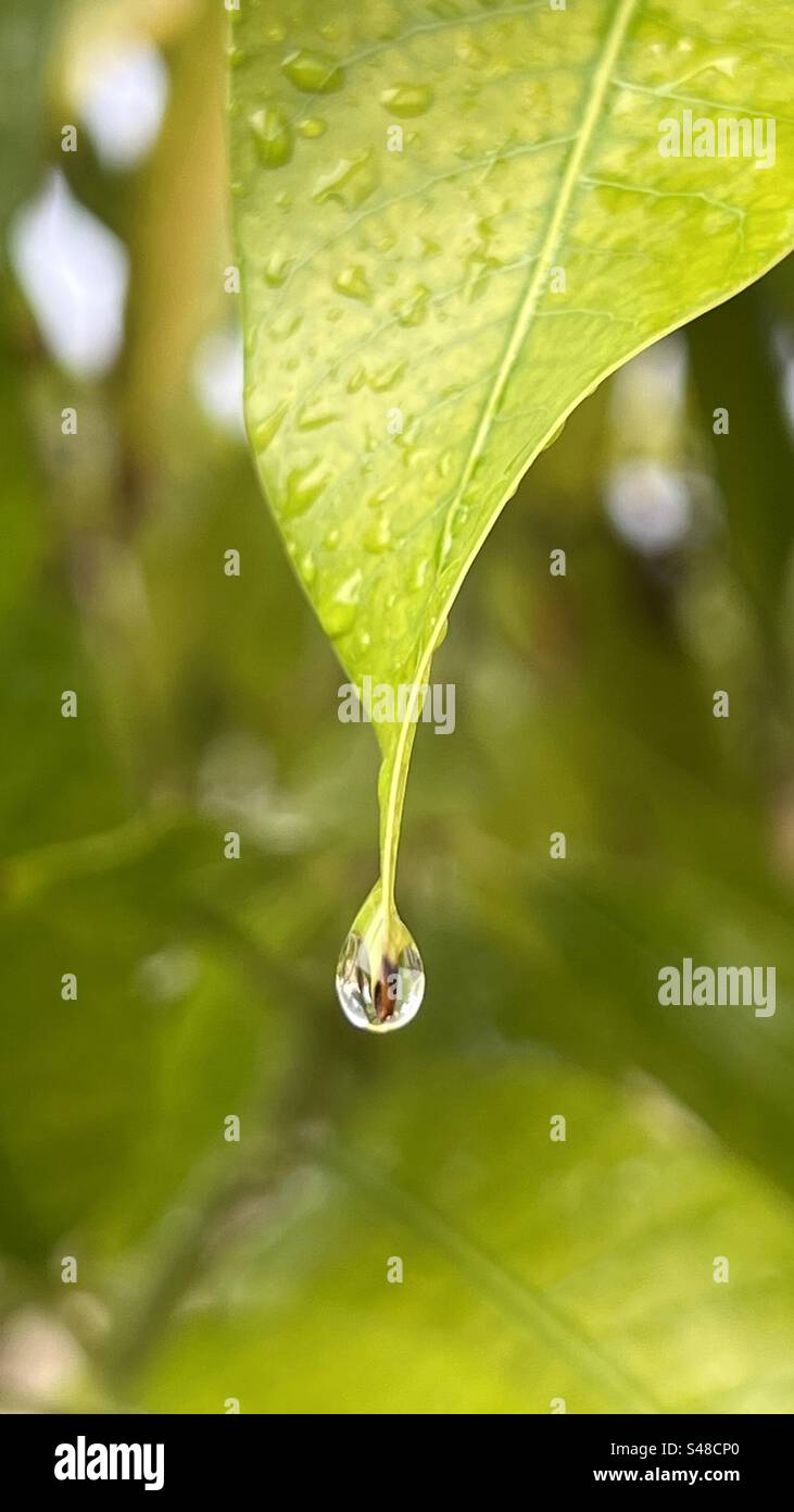 Waterdrop hi-res stock photography and images - Alamy