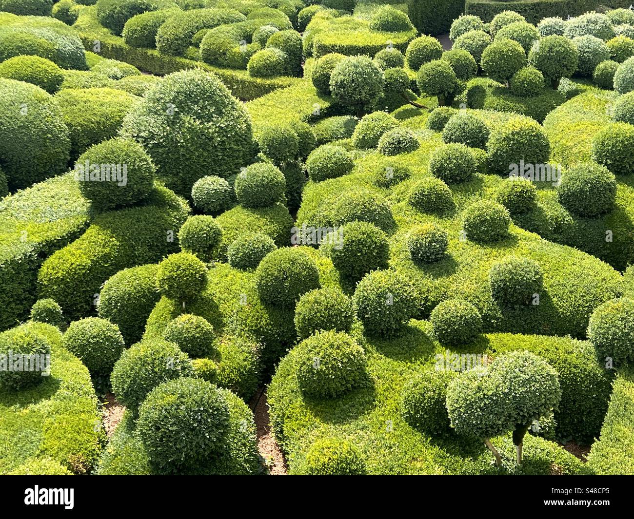 Boxwood hedges hi-res stock photography and images - Alamy