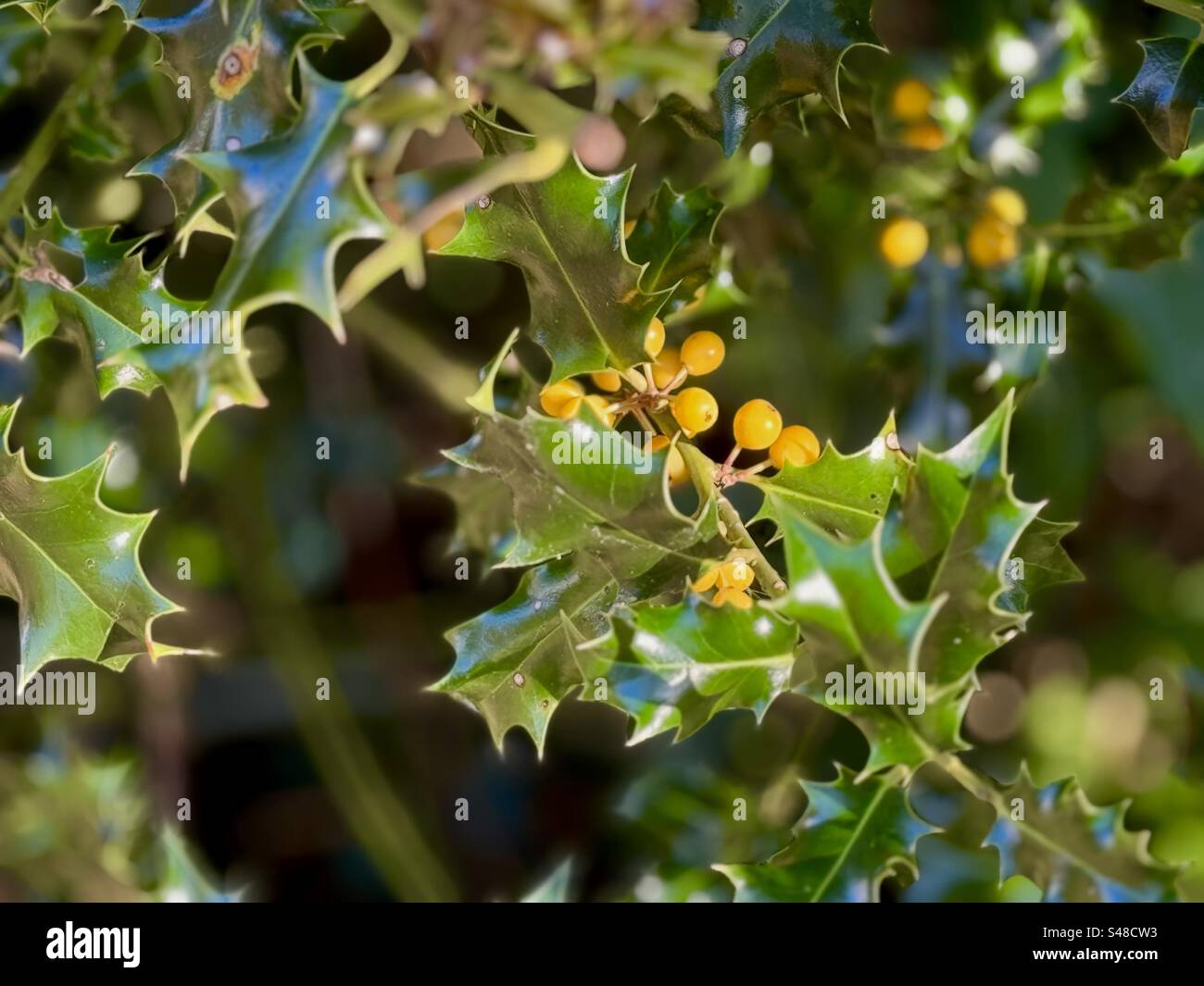 Yellow holly hi-res stock photography and images - Alamy