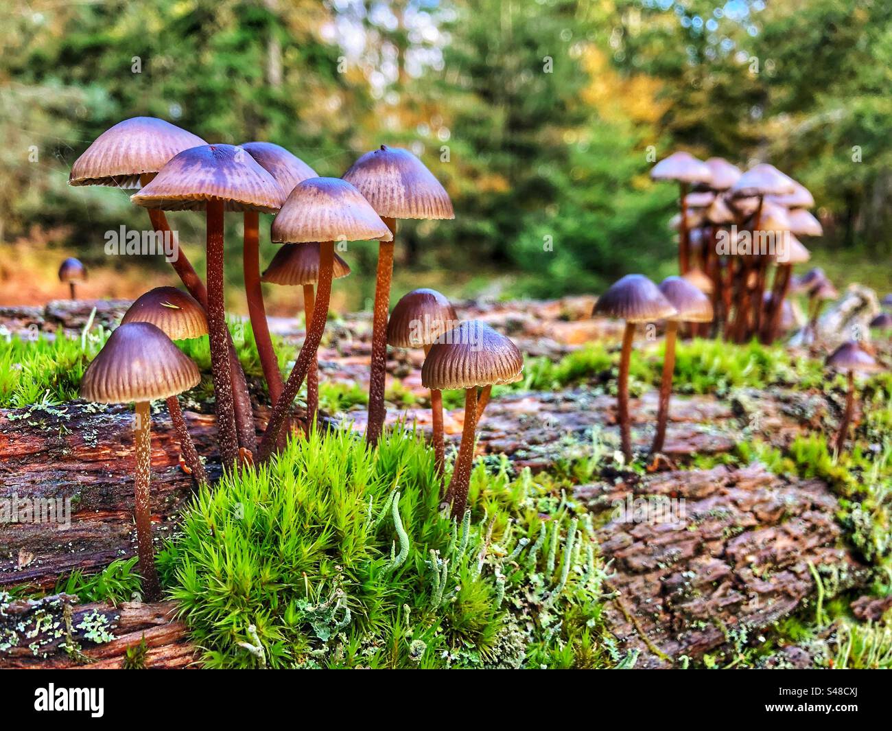 Clustered Bonnet mushrooms (Mycena inclinata) growing in Knightwood Oak ...