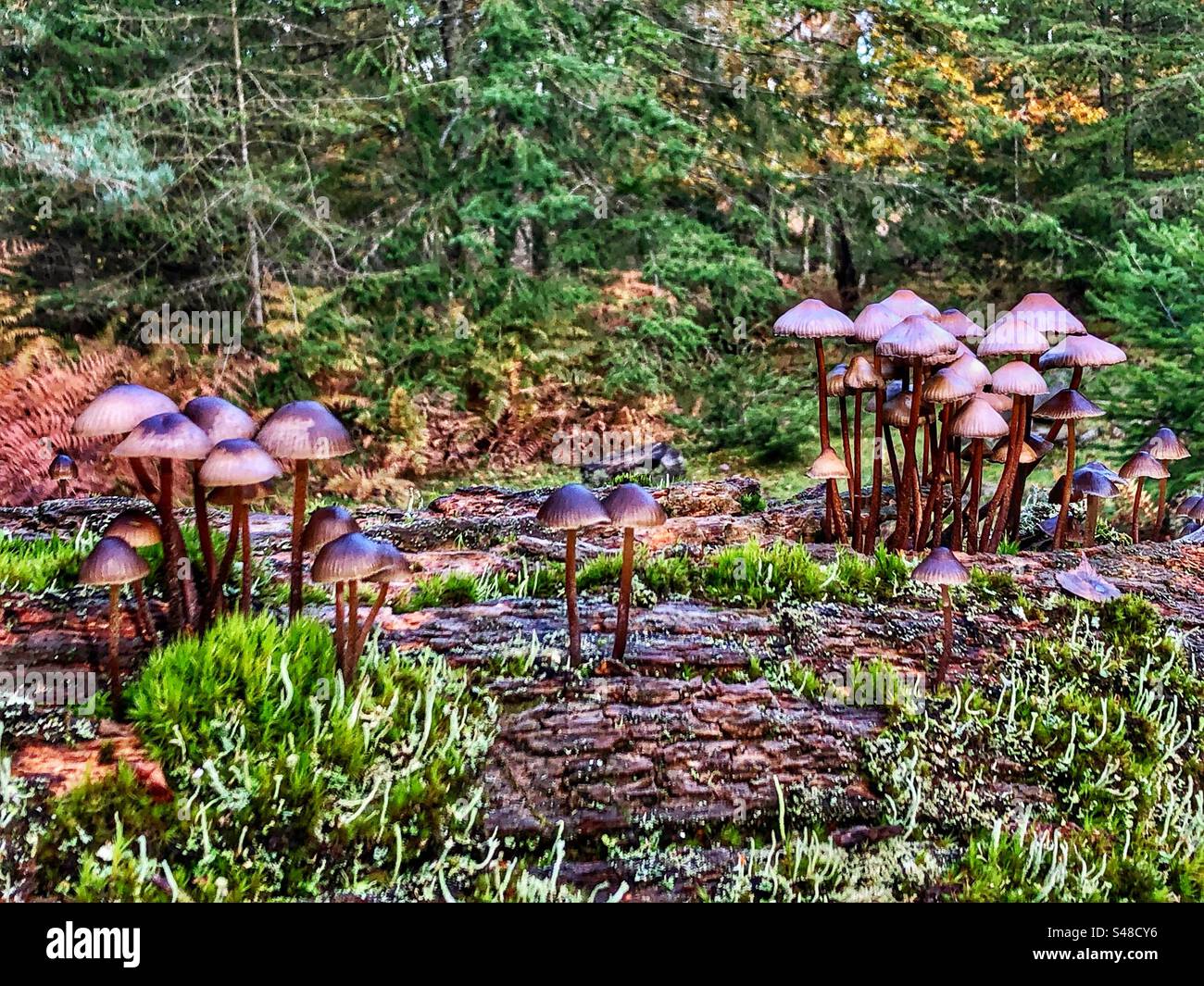 Clustered Bonnet mushrooms (Mycena inclinata) growing in Knightwood Oak ...