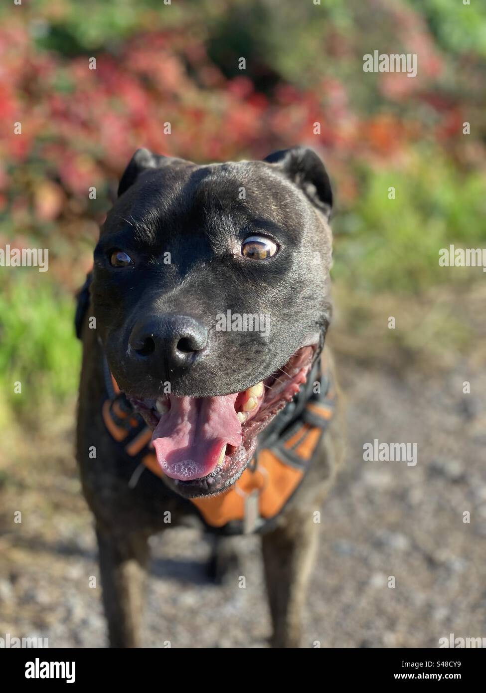 Crazy eyes dog hi-res stock photography and images - Alamy