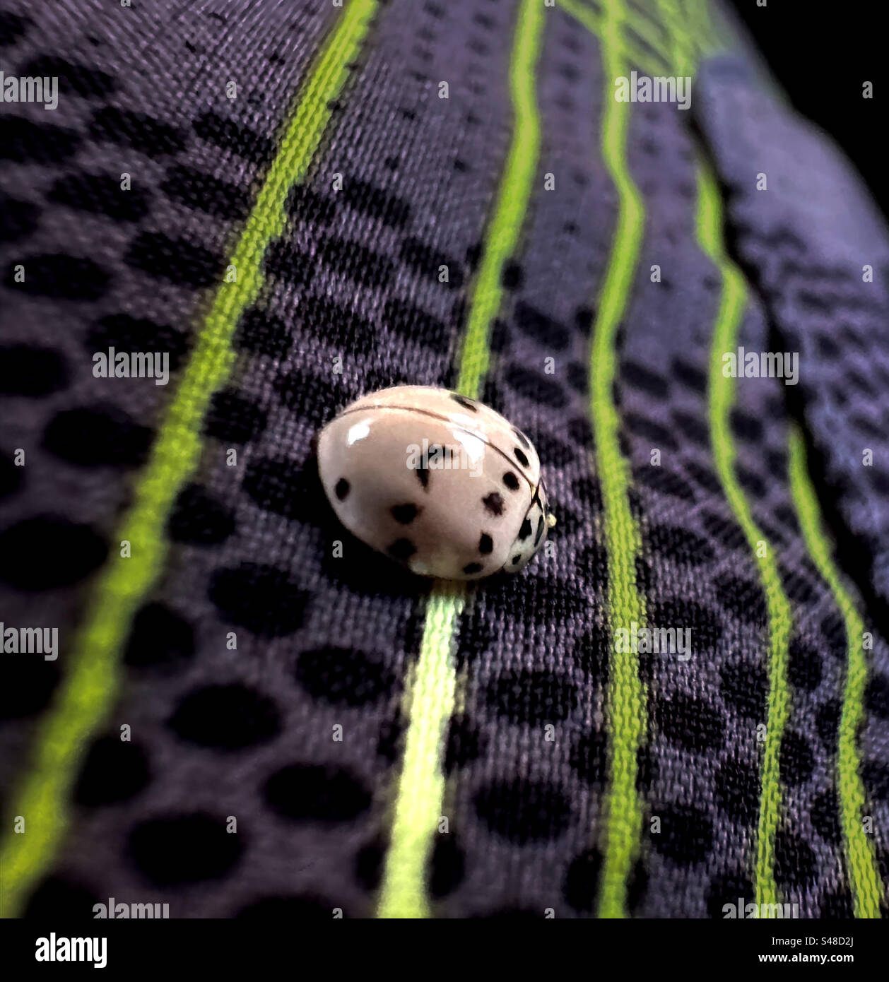 Spotted lady bug resting atop spotted linen Stock Photo - Alamy