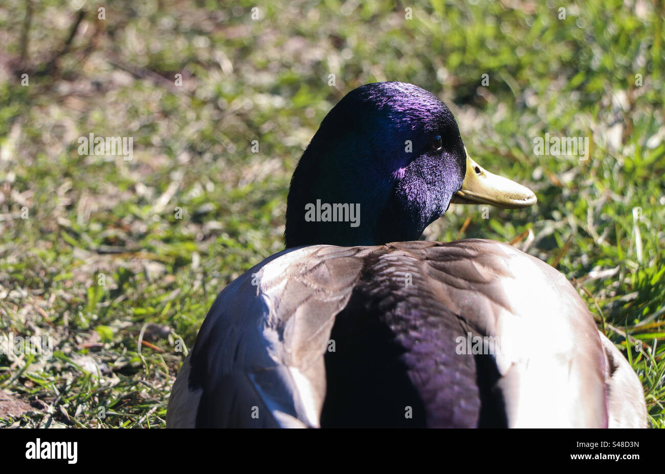 Bird of many colours hi-res stock photography and images - Alamy