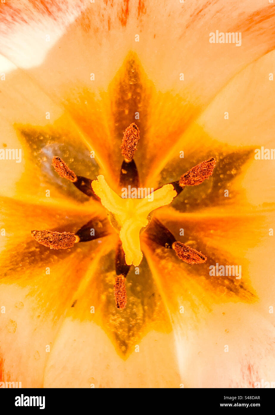 Inside of a tulip hi-res stock photography and images - Alamy