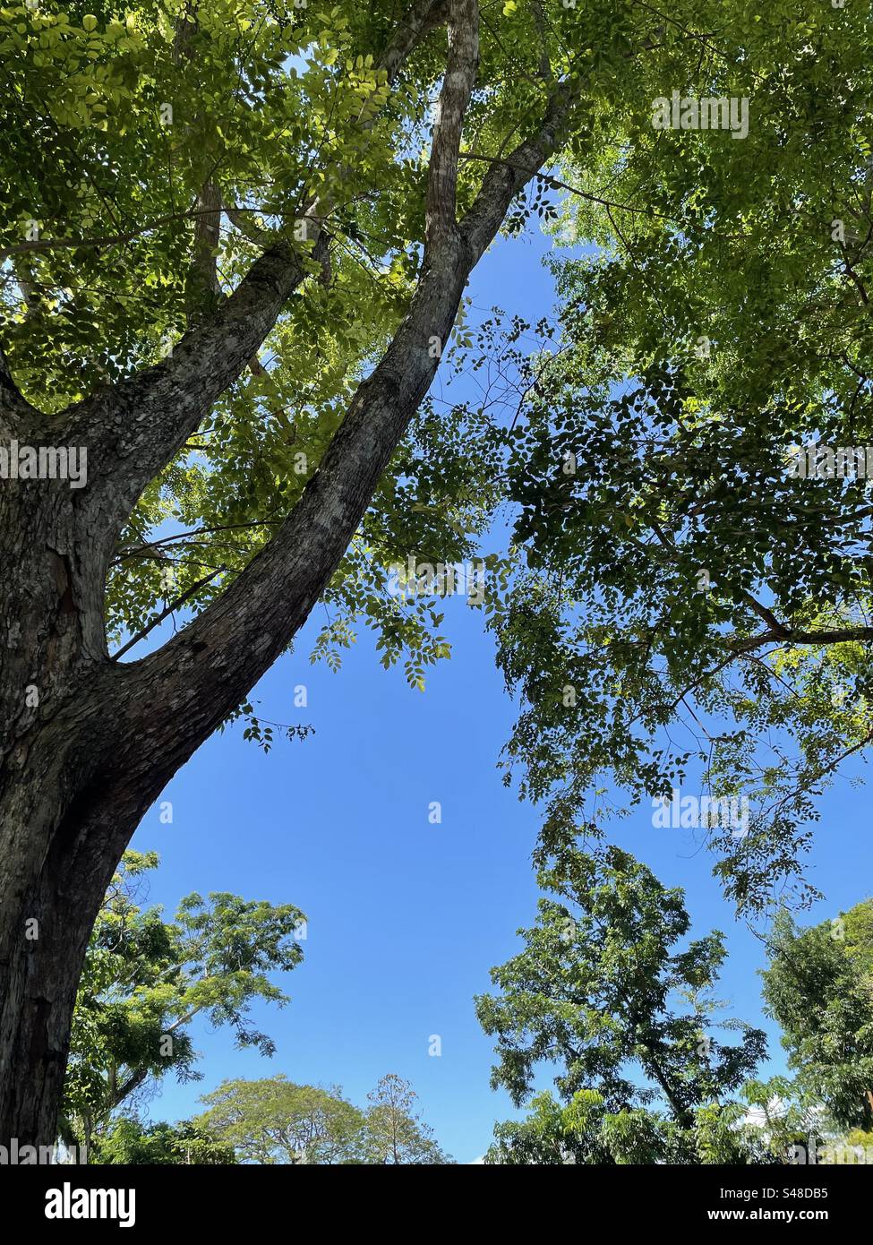 Narra Trees on my backyard, it’s been around 15 years of age, so glad ...