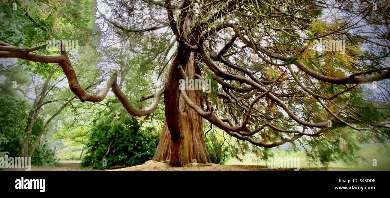 Wide tree trunk hi-res stock photography and images - Alamy