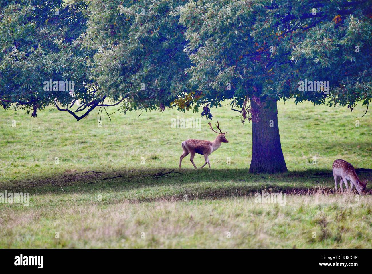 Roe deer picture hi-res stock photography and images - Alamy