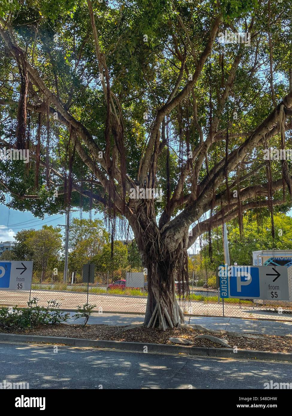 Moreton bay fig tree hi-res stock photography and images - Alamy