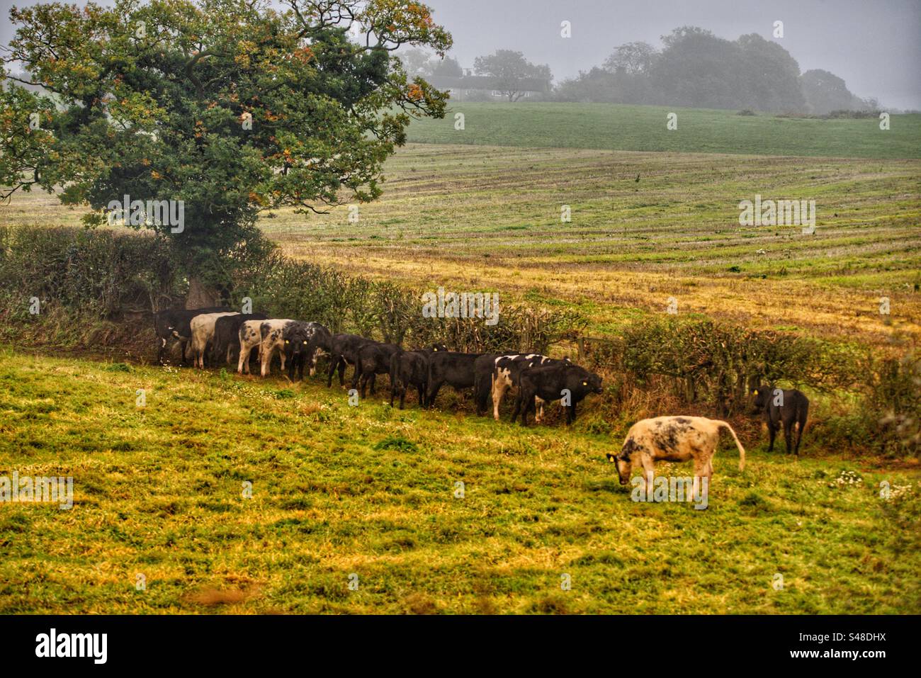 Cows waiting hi-res stock photography and images - Alamy
