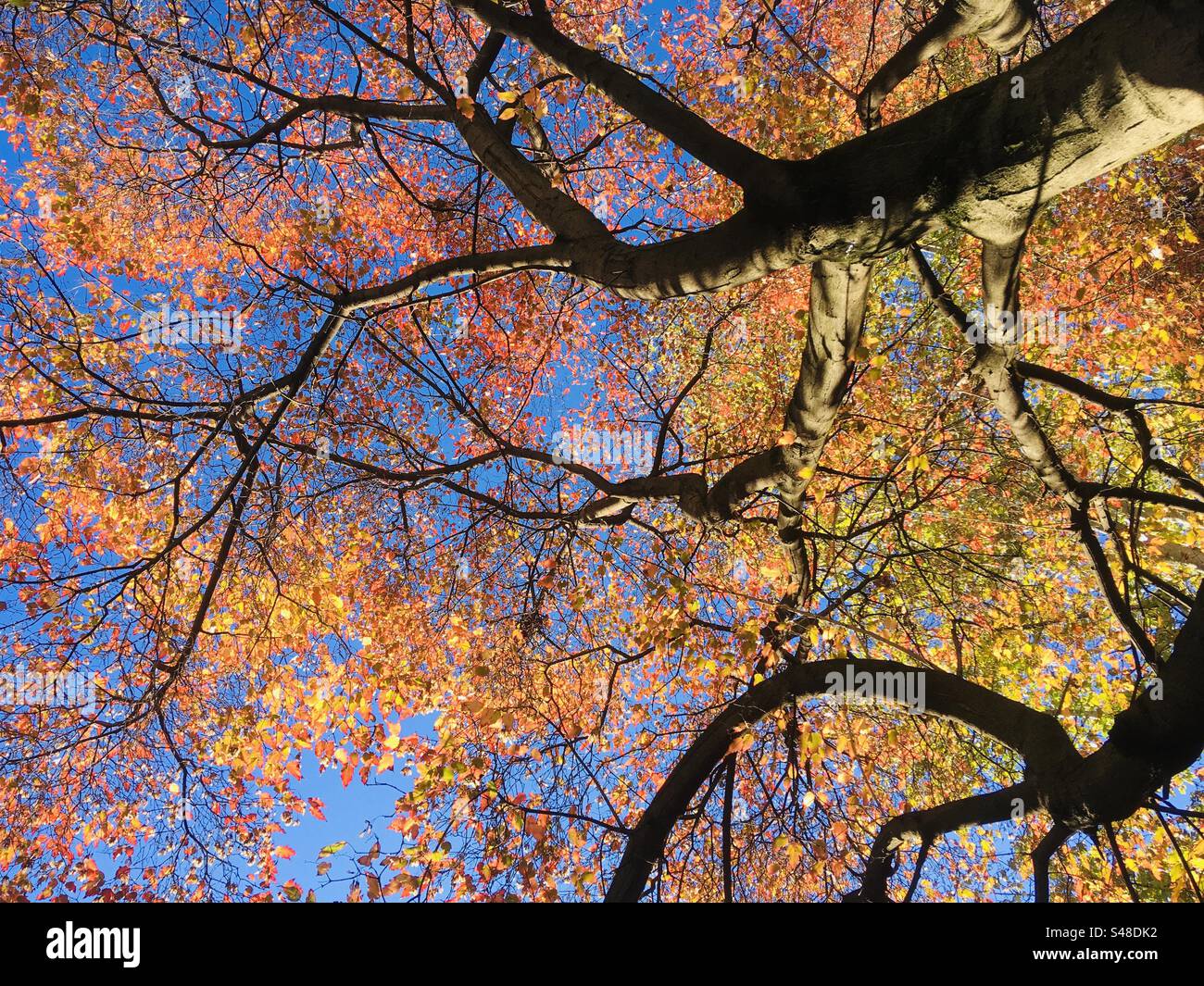 Acer rubrum tree hi-res stock photography and images - Alamy