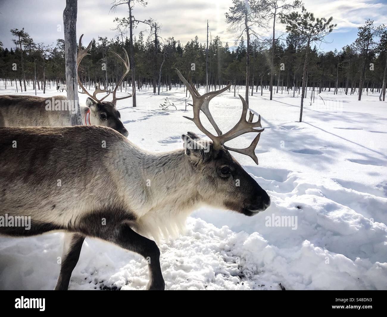 Rain of animals hi-res stock photography and images - Alamy
