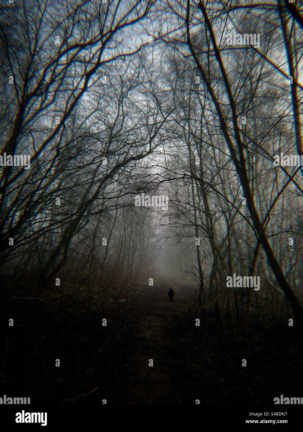 Scary forest hi-res stock photography and images - Alamy