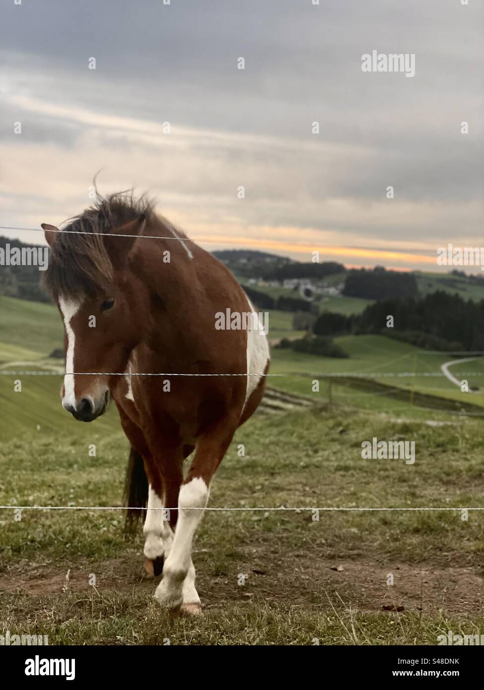 Bowing horse hi-res stock photography and images - Alamy