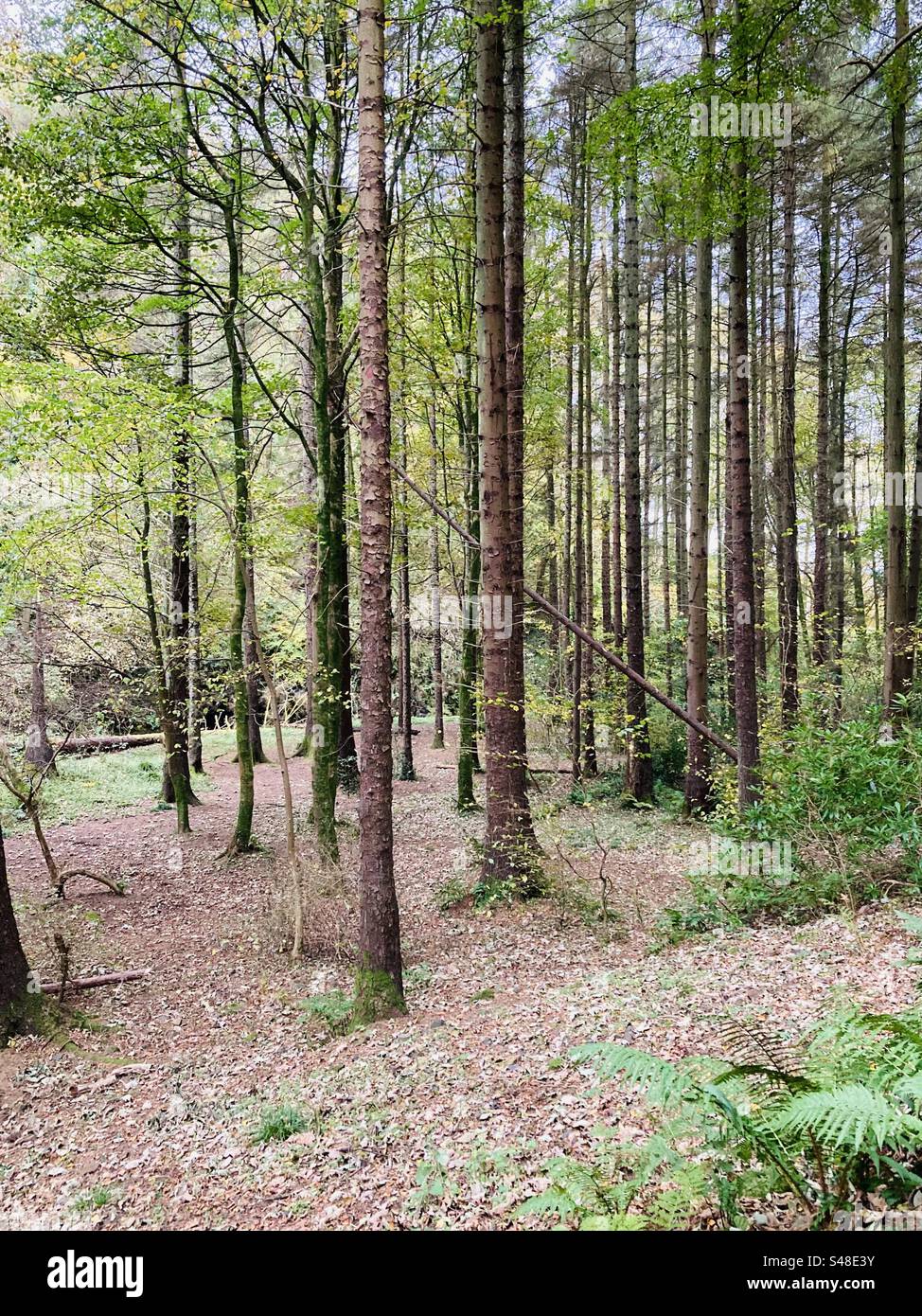 Straight trees hi-res stock photography and images - Alamy