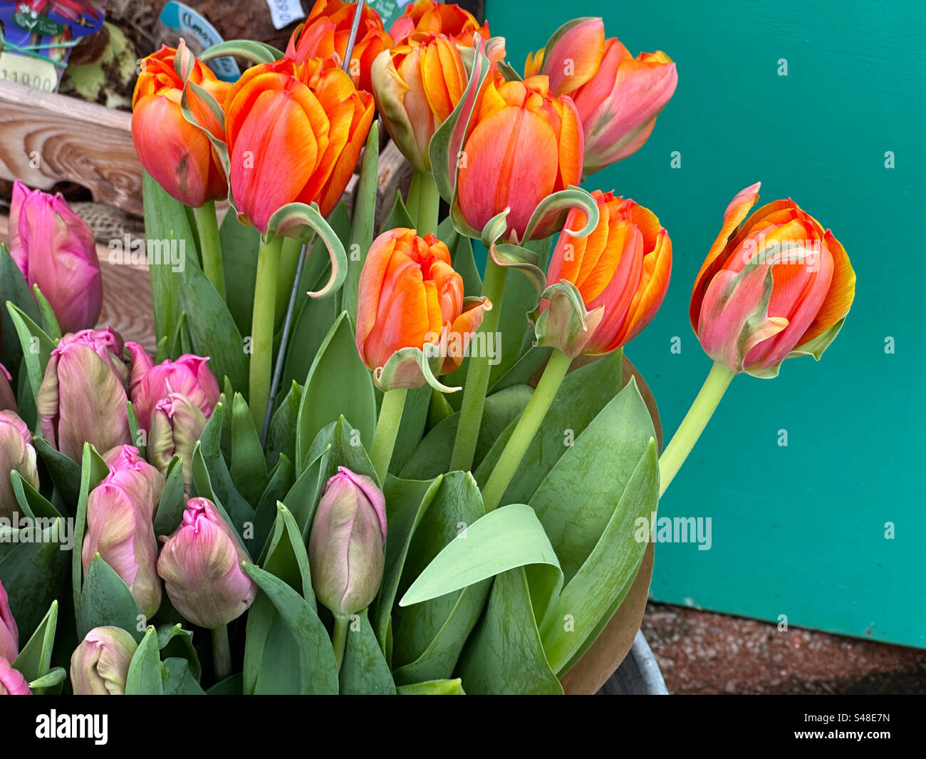 Growing in sweden hi-res stock photography and images - Alamy