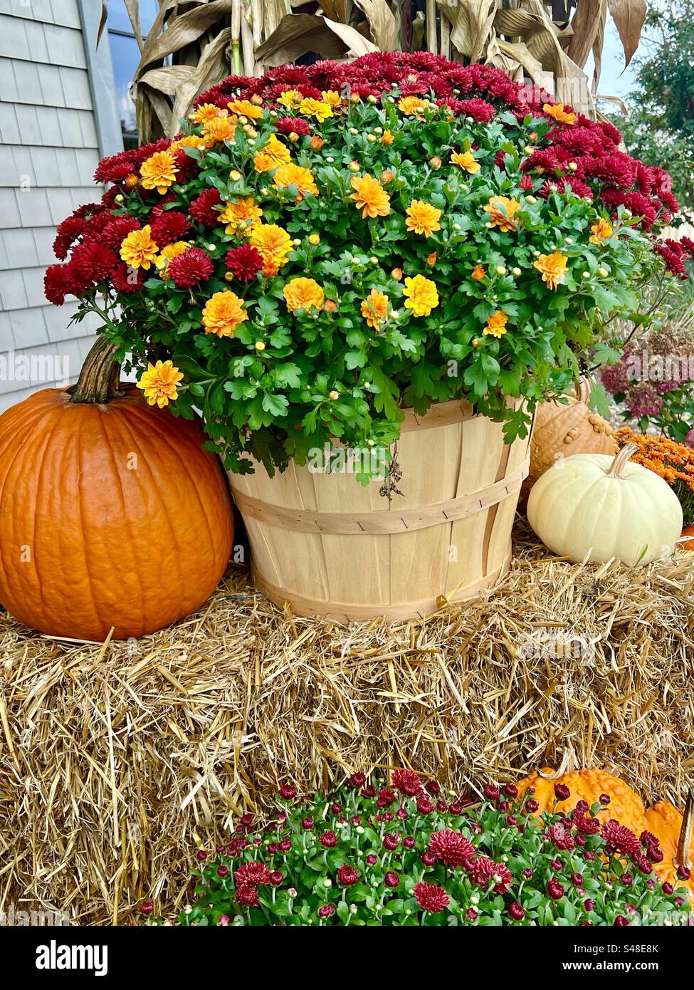 Flowers in decorative basket smartphone stock photos and images - Alamy
