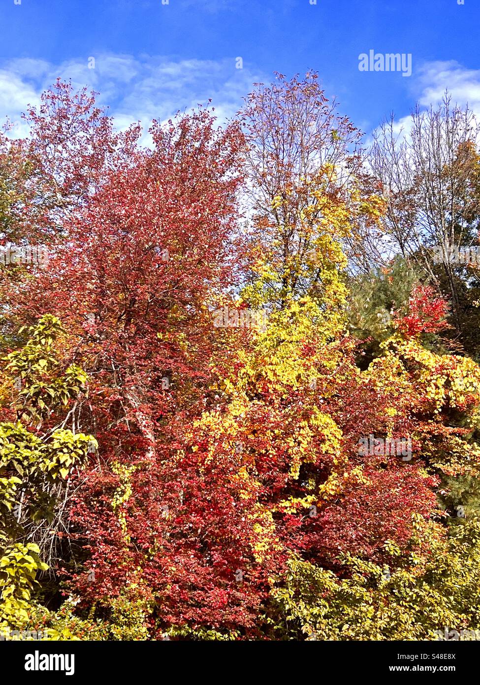 New england fall red yellow smartphone stock photos and images - Alamy