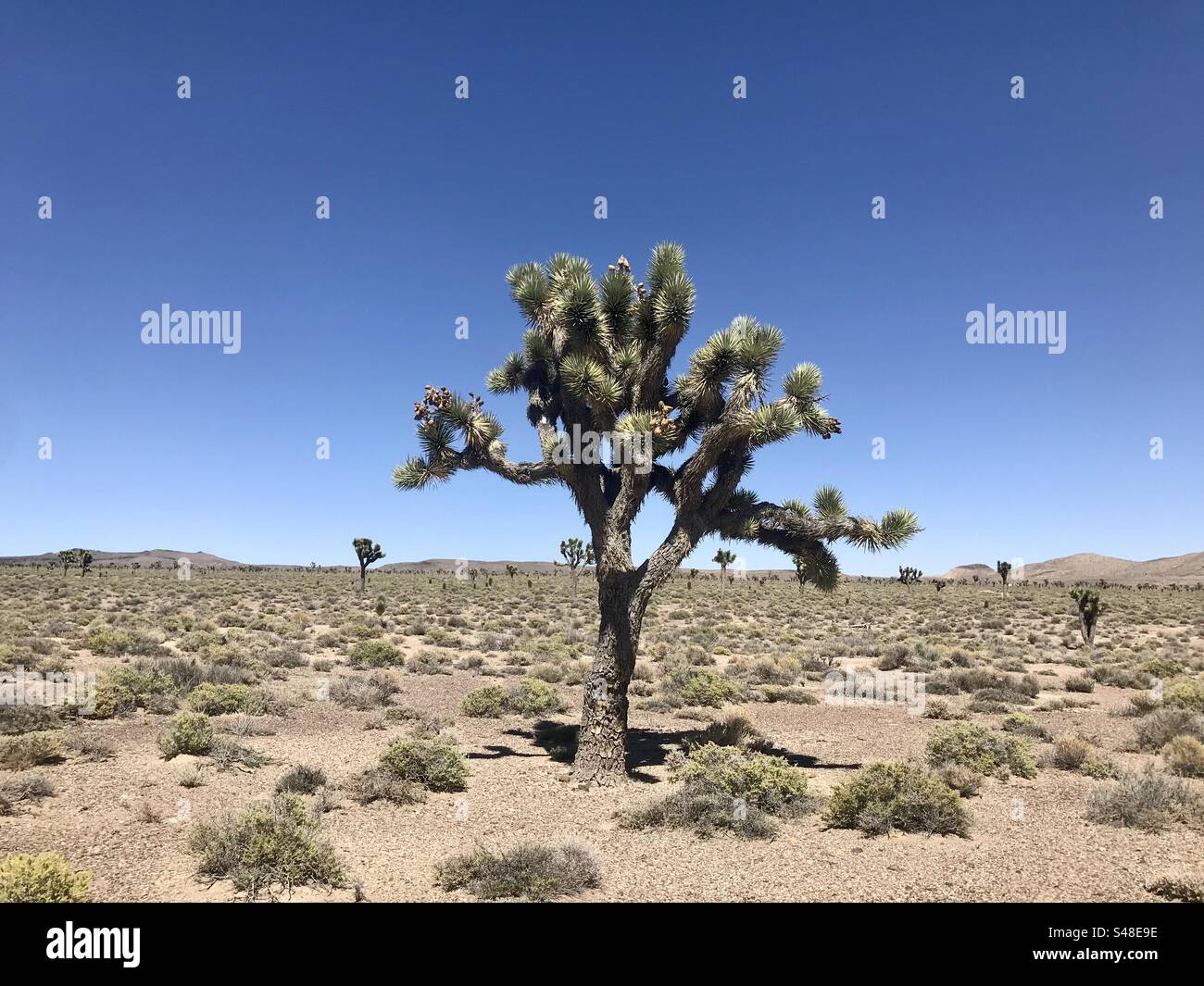 Yucca cactus nevada hi-res stock photography and images - Alamy