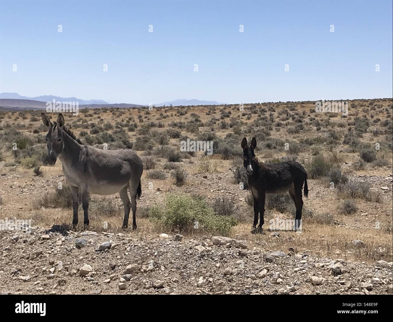 Donkey wild burro hi-res stock photography and images - Alamy