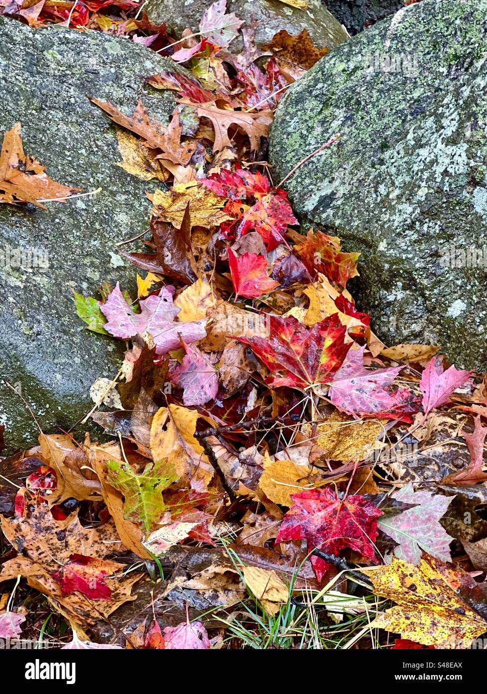 Fallen leaves of autumn seem to be flowing between two rocks Stock ...