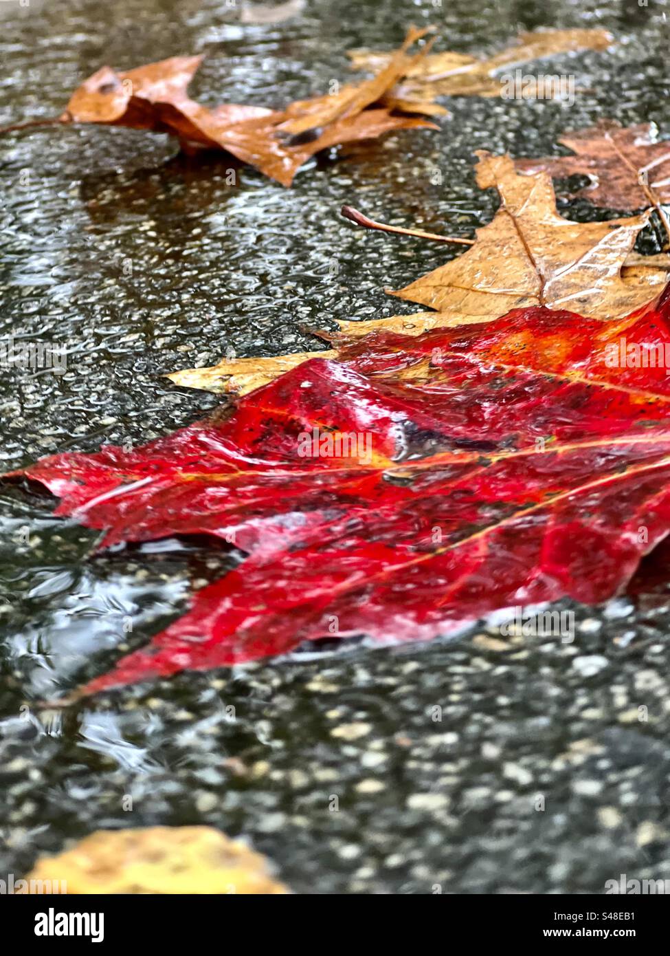 Autumn foliage awash from fresh rainfall on pavement Stock Photo - Alamy