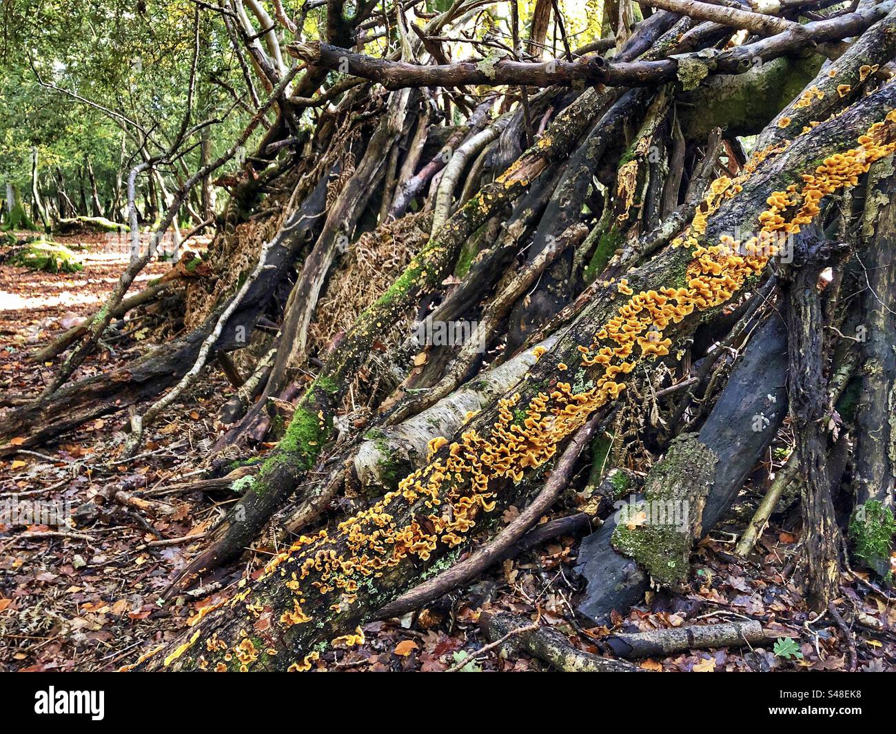 Hairy Curtain Crust fungus (Stereum hirsutum) growing on a survival ...