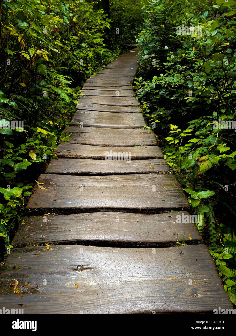 Boardwalk in a forest hike Stock Photo - Alamy