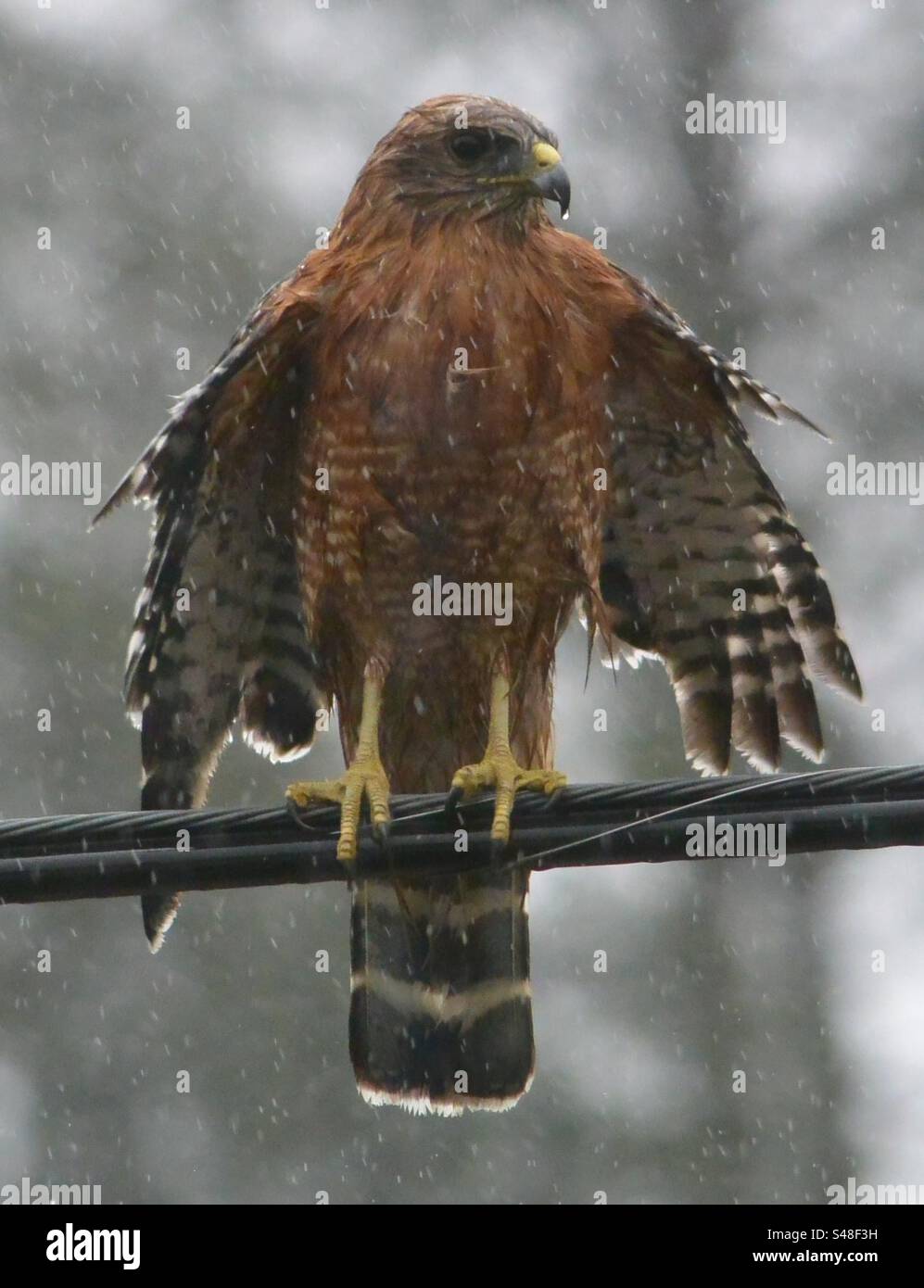 Red shouldered hawk in the rain, San Diego, California Stock Photo - Alamy