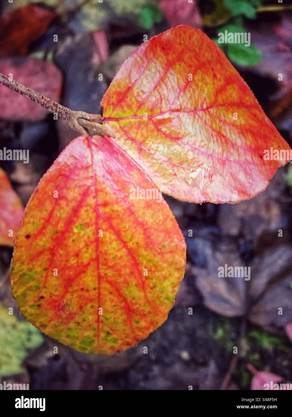 Pretty leaves hi-res stock photography and images - Alamy