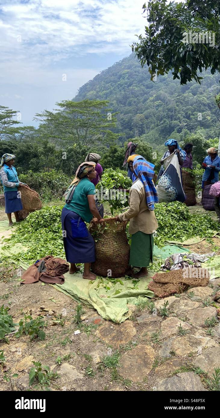 Jungle women hi-res stock photography and images - Alamy
