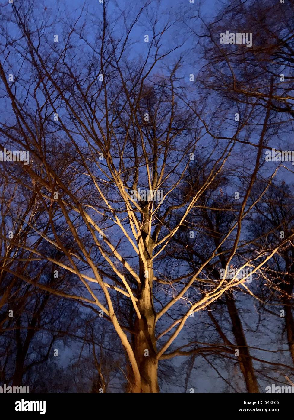 Night lit tree hi-res stock photography and images - Alamy